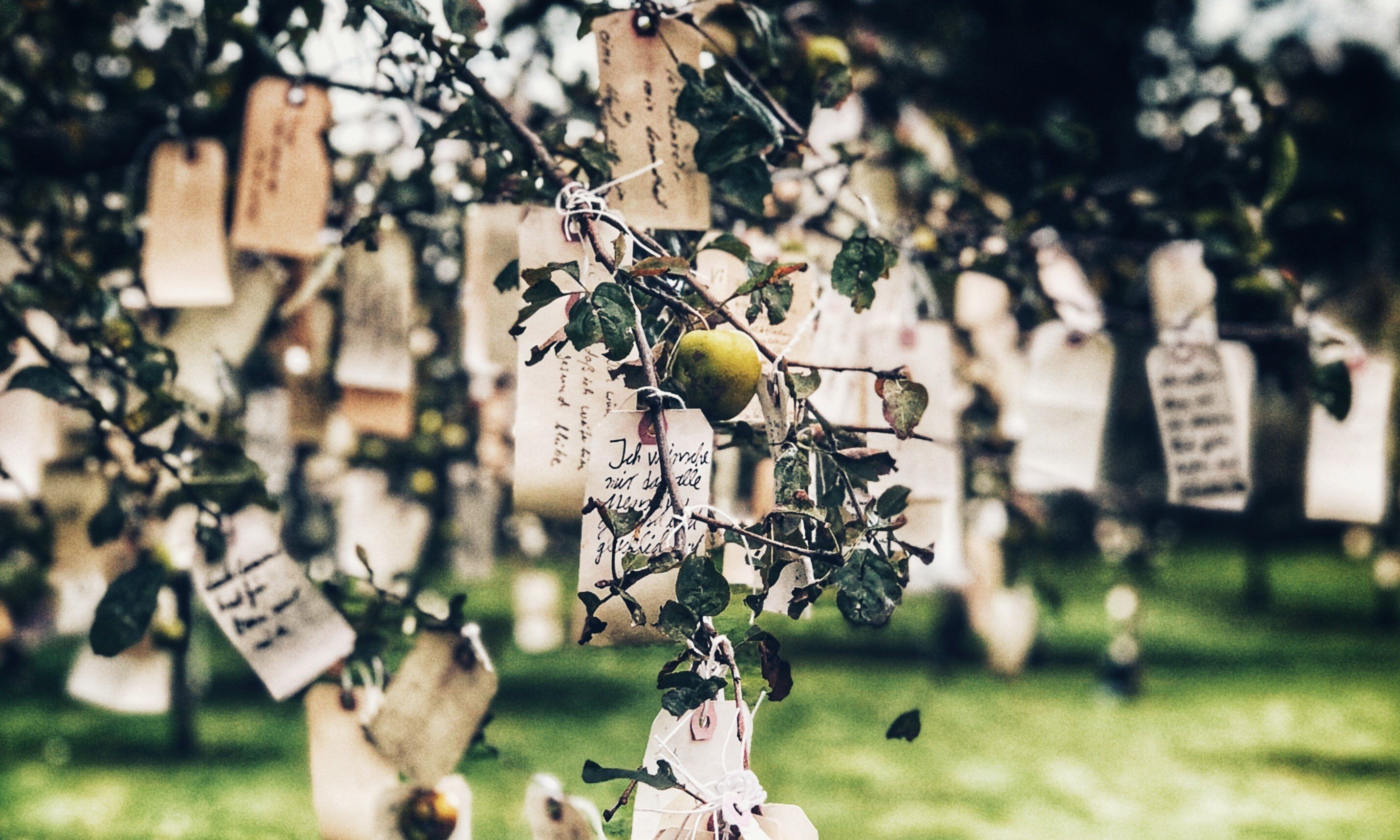 Wünsche für Dich - elbion | story.one