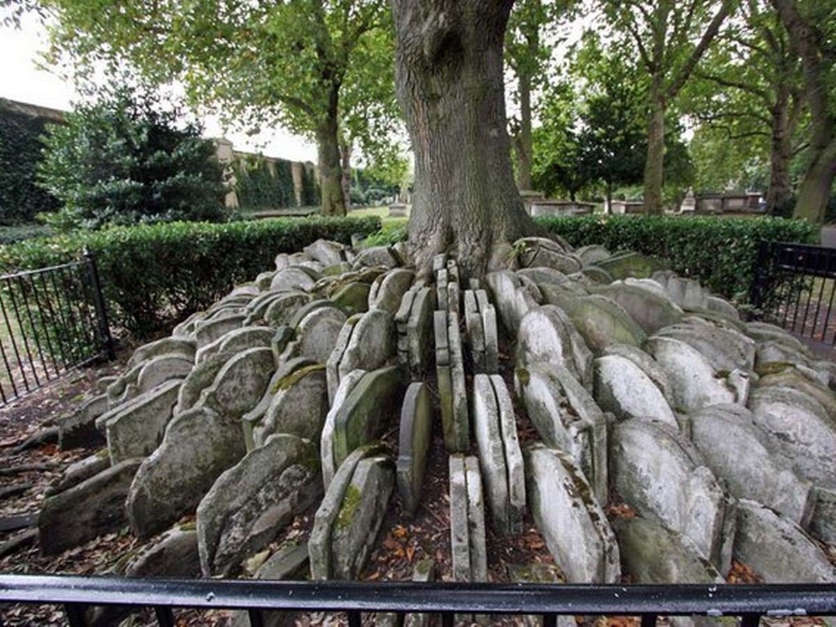 An ash tree in London's Old Burial Ground - Wendy Wuyts | story.one