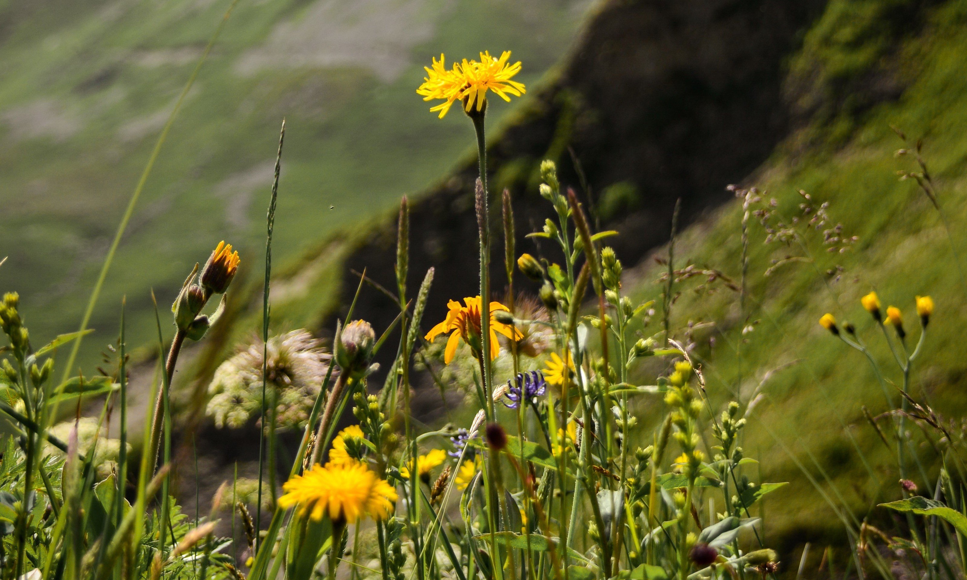 Butterblumen - Jürgen Morgenstern-Feise | story.one