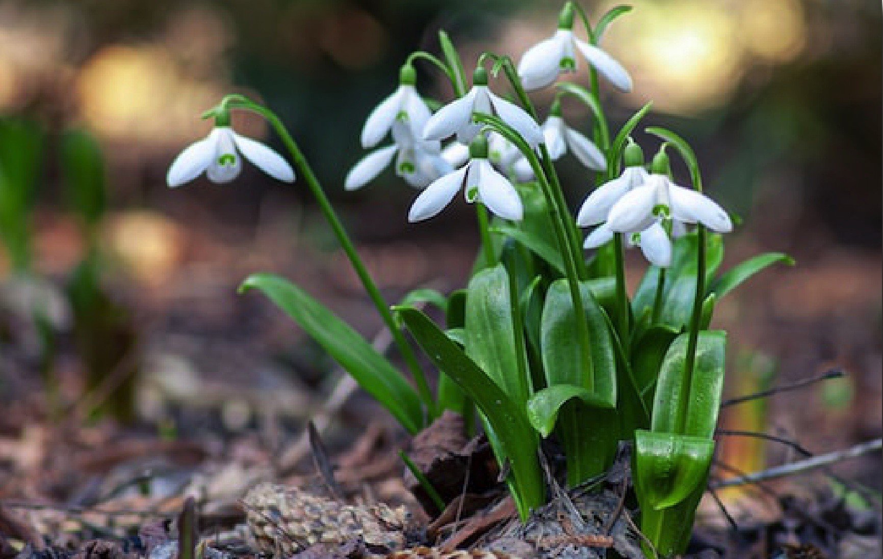 Hope is blossoming - gerki | story.one