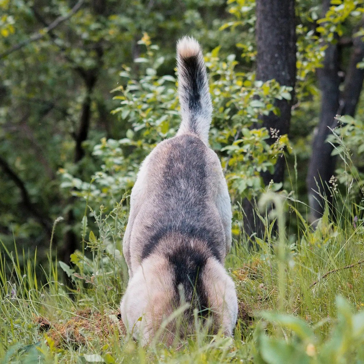 Of Goo and Glory, Chapter 3 - Kri Pfeifer | story.one