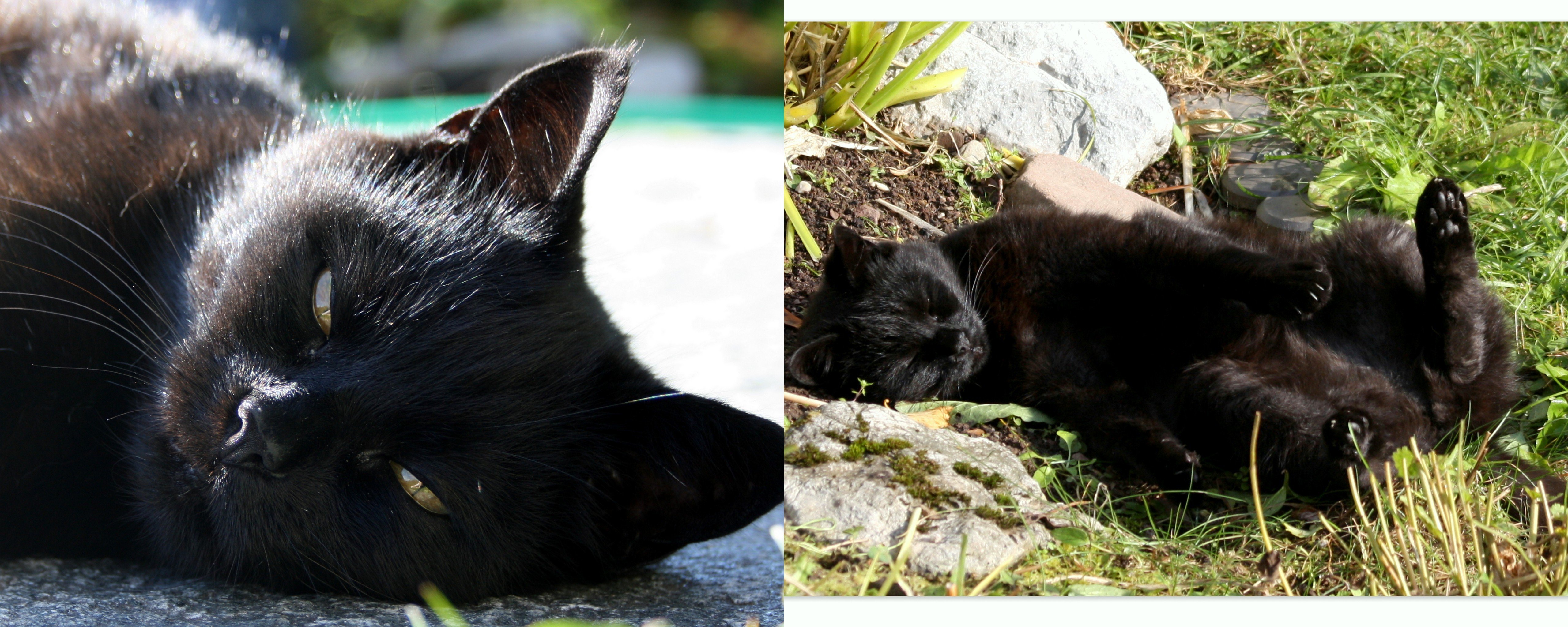 Sushi und Annabell - Teil 1 - Maria Meissner | story.one