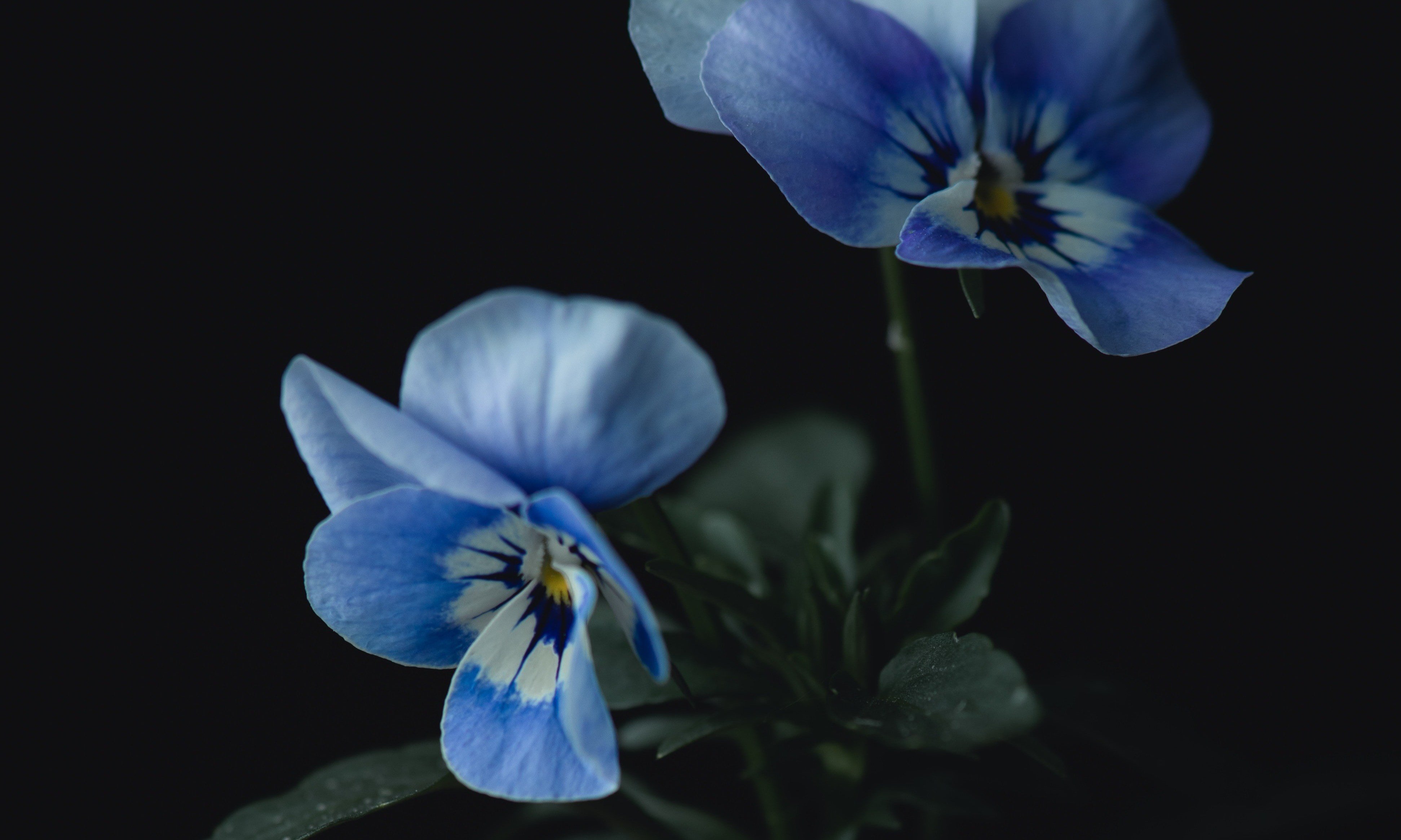 A story (Chapter 1) - Mitsu | story.one