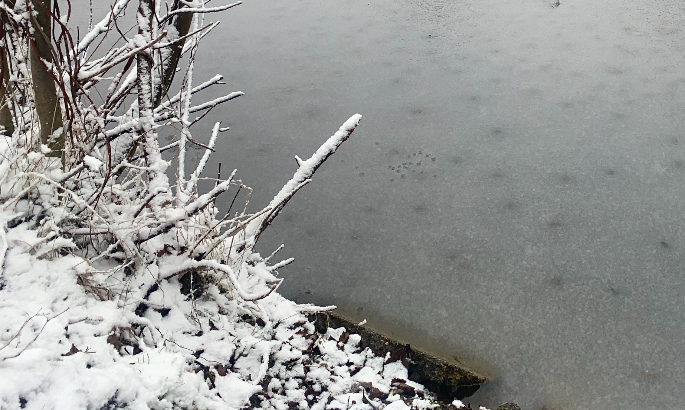 Mitleid mit dem Schnösel - Mavea_deu_Noirbon | story.one